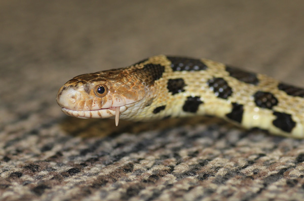 MObugs: Western Fox Snake