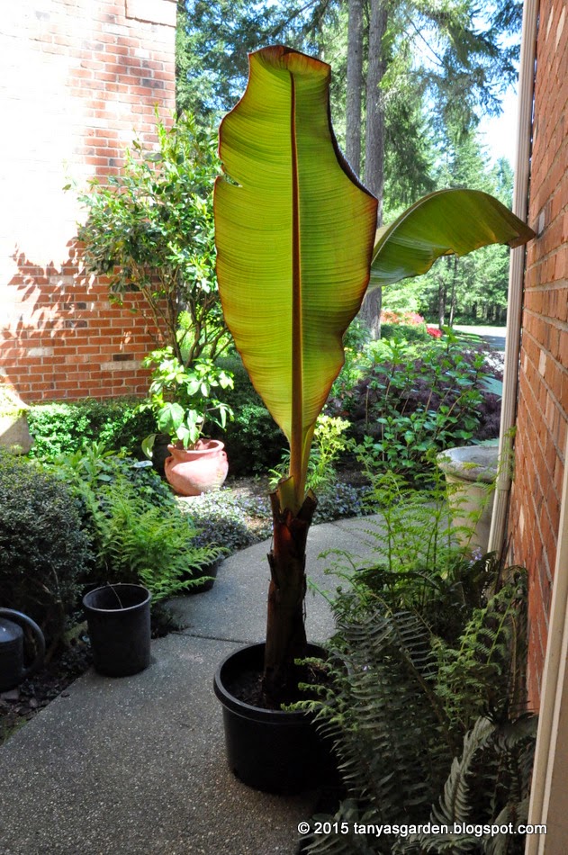 MySecretGarden: Abyssinian Banana Trees Overwintered