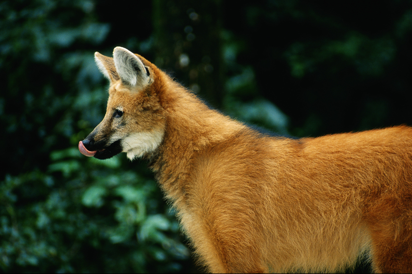 IMAGENS . VIDEOS: Animais ameaçados de extinção no Brasil. - Endangered ...