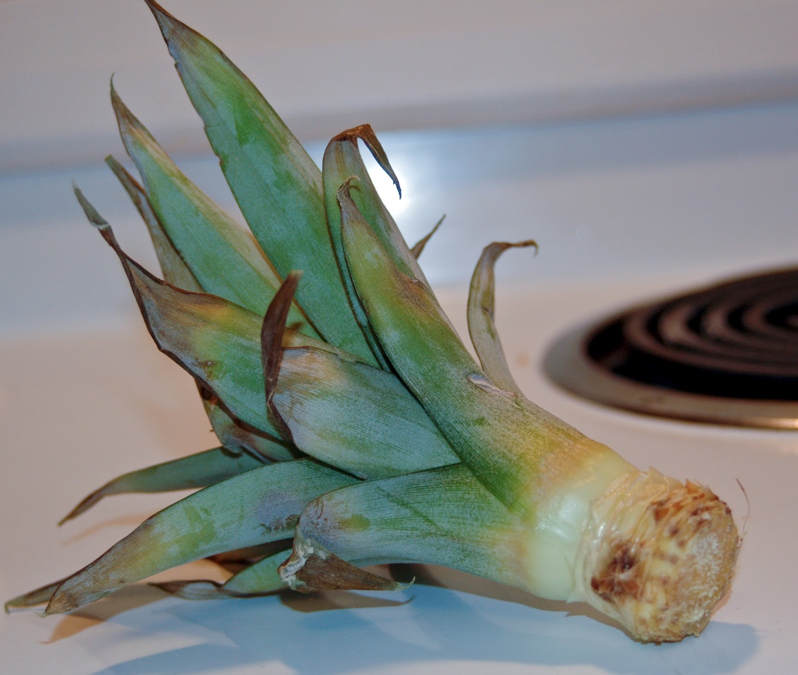 All In A Mom's Day: Grow Your Very Own Pineapple Tree!