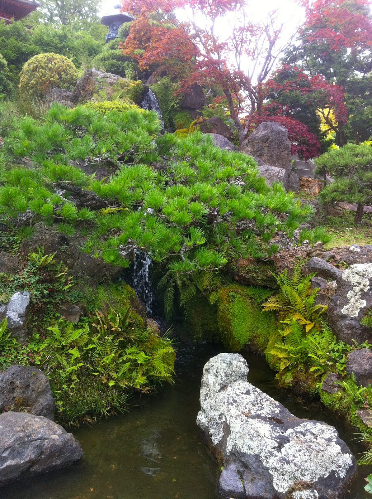 Dwarf Pine Trees For Landscaping | How To Grade Landscape