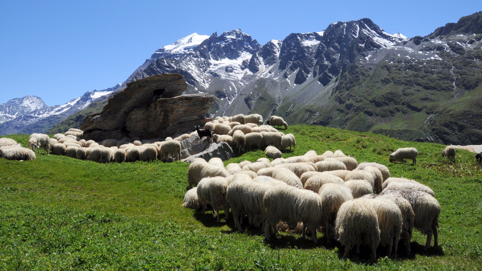 Say Cheese: Farming in the Alps