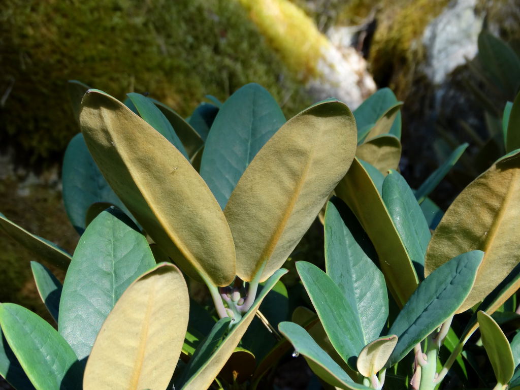 Hagtorpet: Rhododendron - indumentum och tomentum
