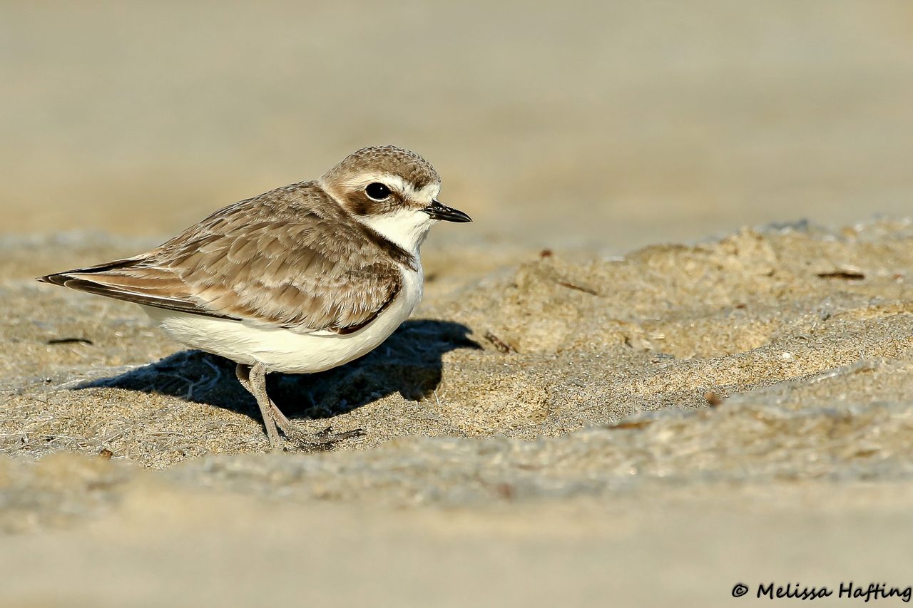 The best views ever of a Mountain Plover in Oregon!