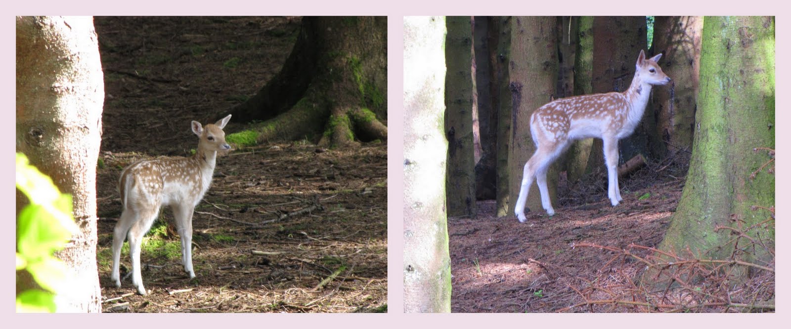 The Glebe Blog: Dean Castle Country Park July 2011