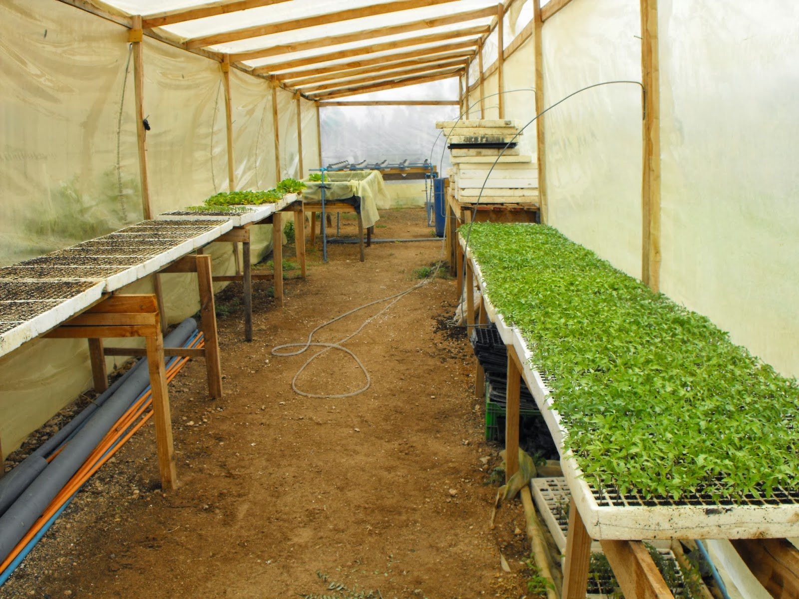 HORTALIZAS AL AIRE LIBRE Y EN INVERNADEROS: PRODUCCION DE ALMACIGOS DE ...