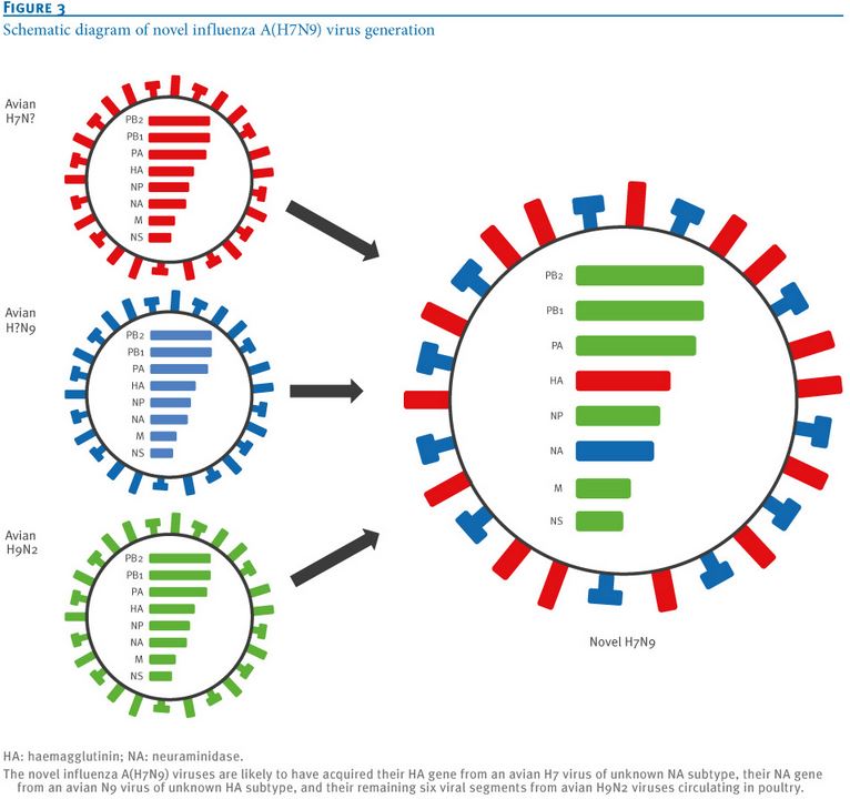 Avian Flu Diary: EID Journal: Influenza A(H9N2) Virus, Burkina Faso