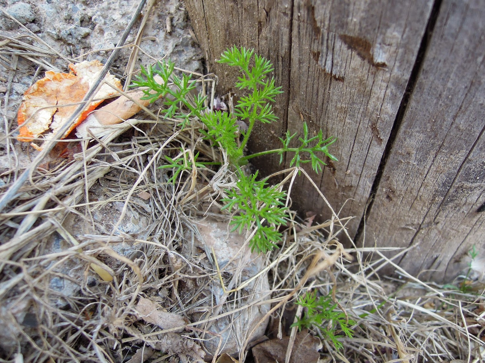 Plantas medicinales - Foeniculum vulgare Miller (Hinojo)