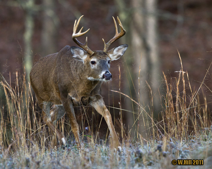 Pennsylvania Wildlife Photographer: PA Whitetail Rut Peaks As Rifle ...