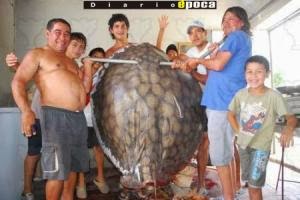 La raya de agua dulce: biología, especies, venenos.: La “raya gigante ...