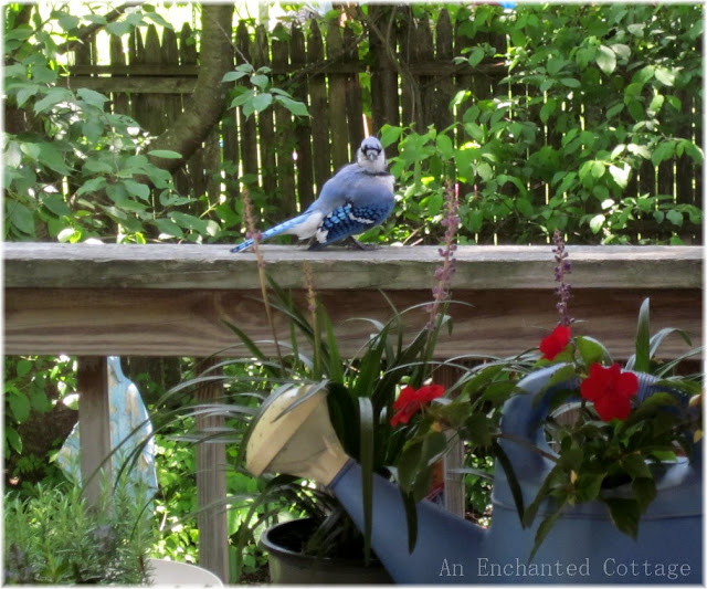 An Enchanted Cottage: A study in blue jays