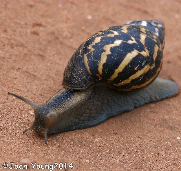 South African Photographs: Zebra Agate Snail (Achatina zebra)