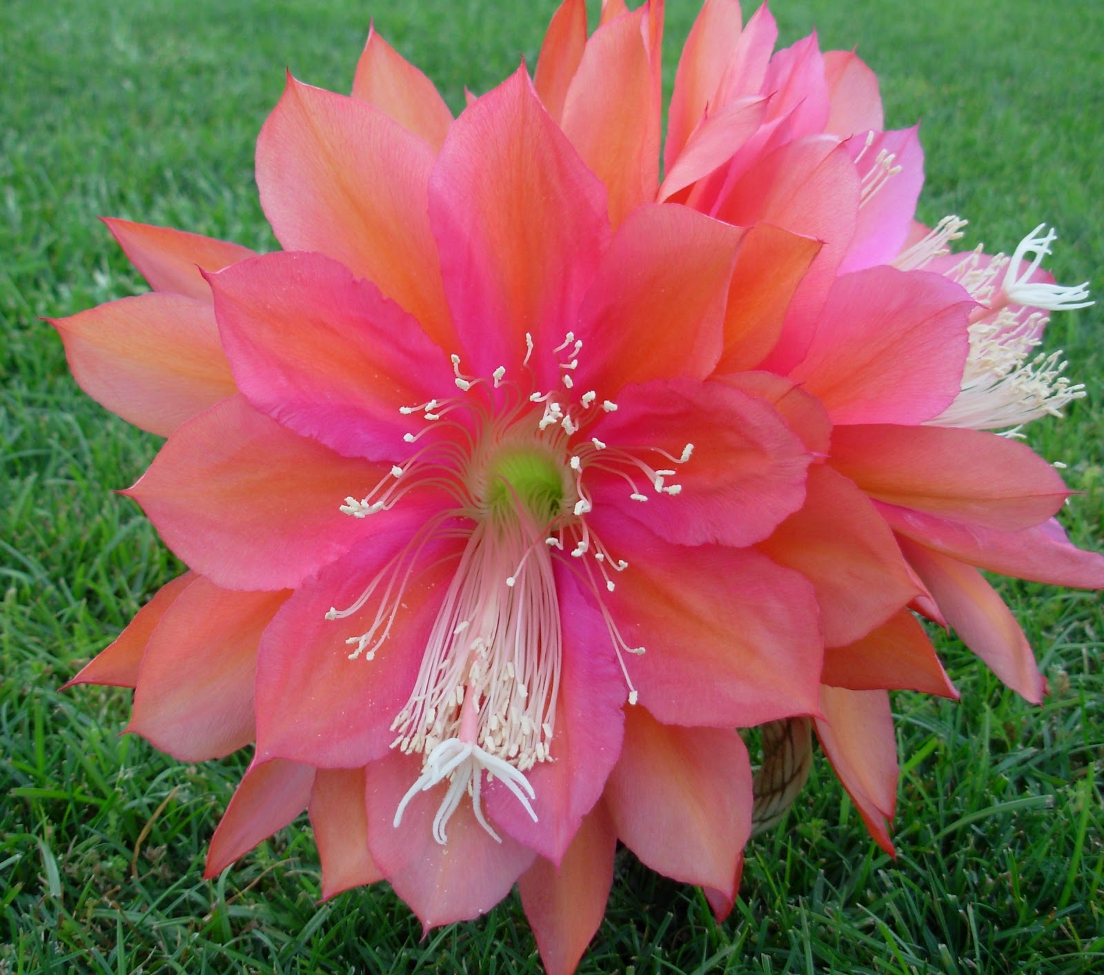 The Epiphyllum Garden: 'Copal'
