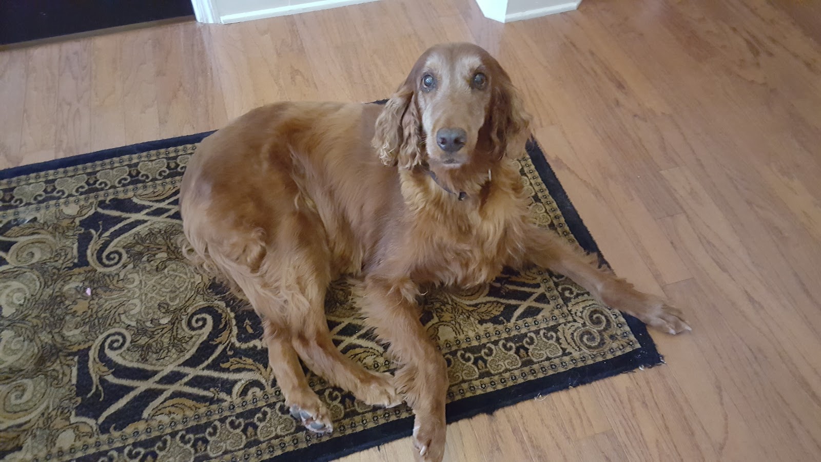 Beth Larkin - Paintings