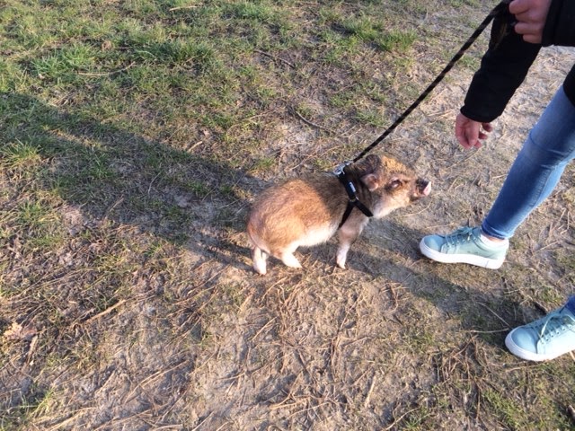 BEIJUMNIEUWS: NEEM LIEVER EEN VARKEN IPV EEN HOND