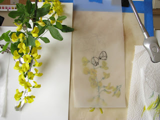 How to Draw Laburnum Trees - Peters Doper1989