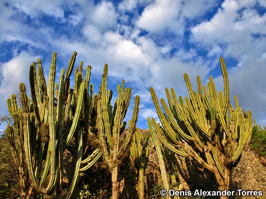 VISION TORRES - IMAGENES DE NUESTRO MUNDO: LOS VALLES SECOS DE MÉRIDA ...