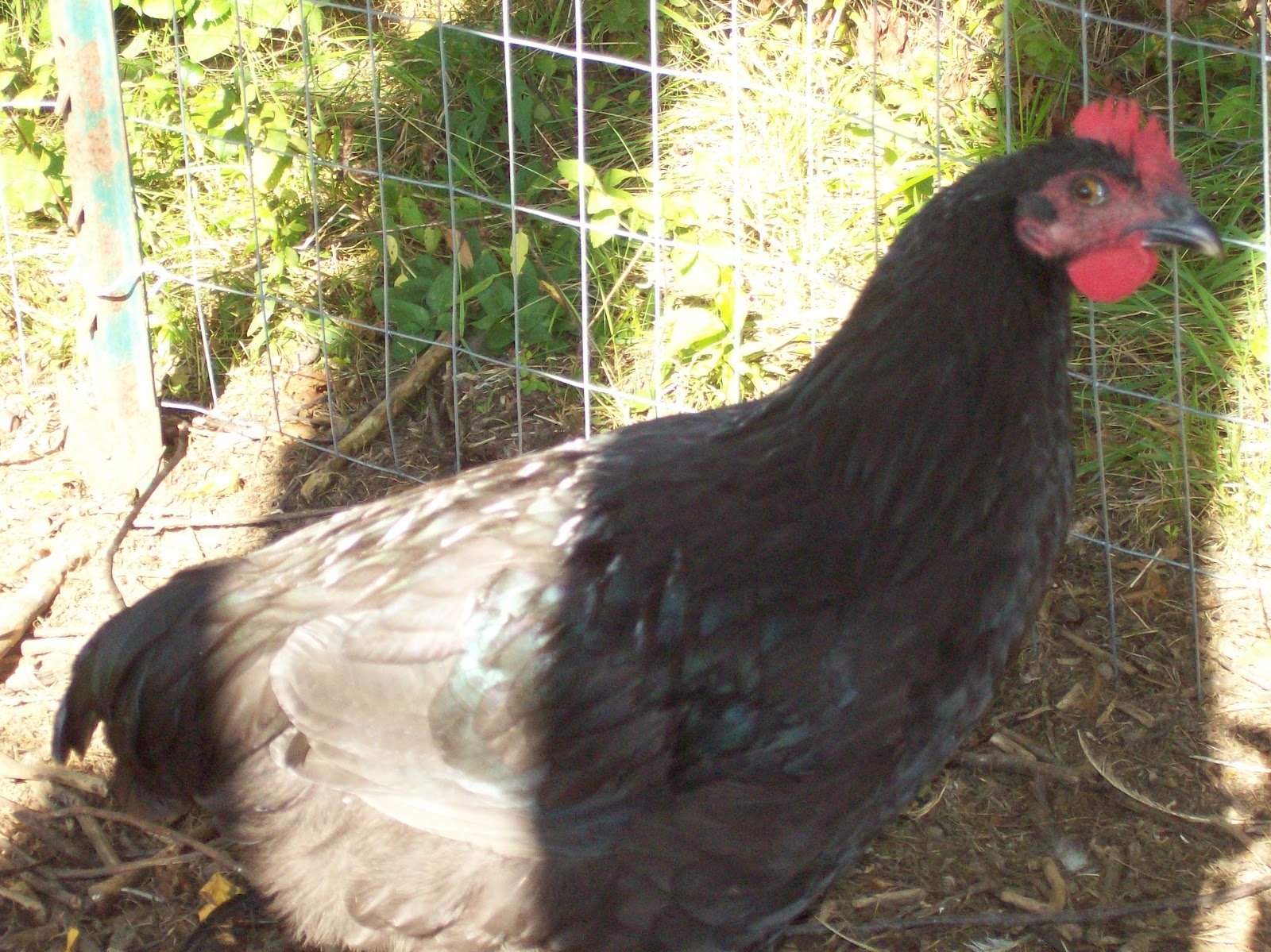 My Chicken And Egg Journal: Pictures of Chickens (Pullets And One ...