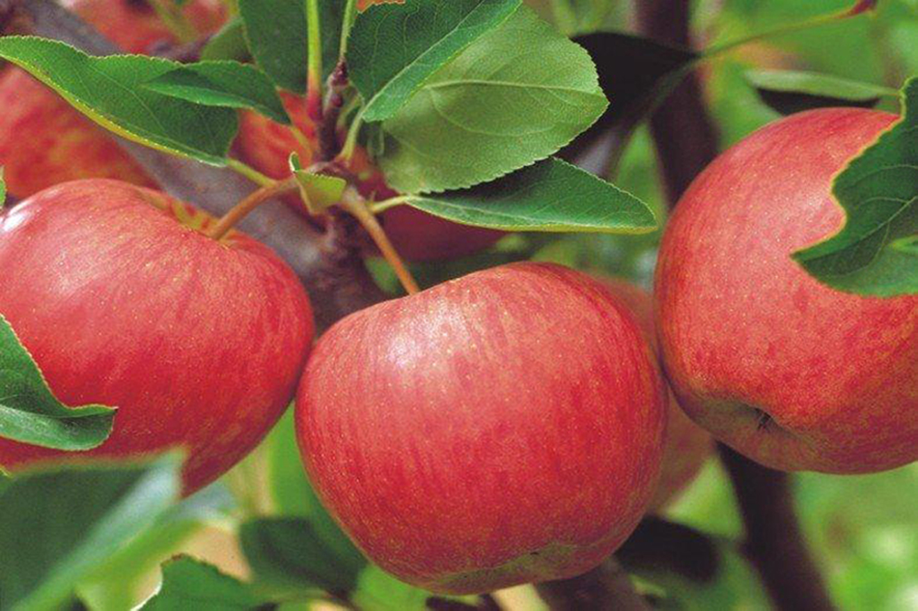 New Zealand apple