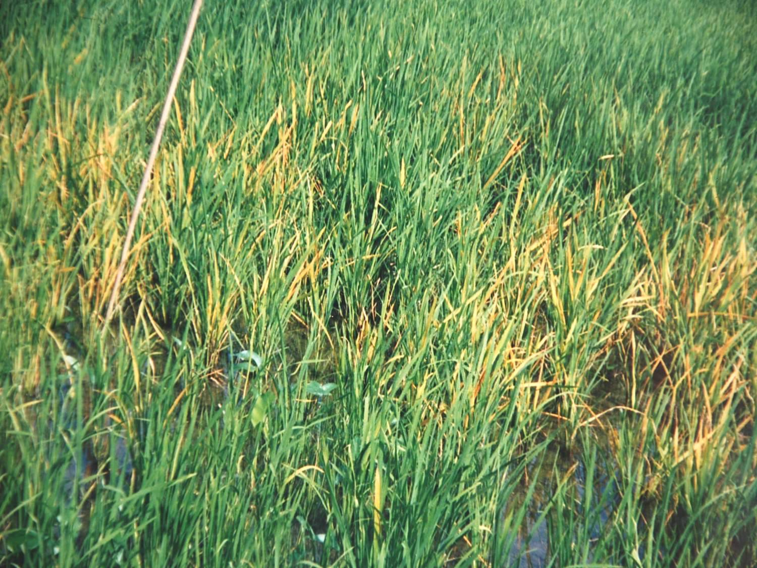 saungURIP: Penyakit Tungro