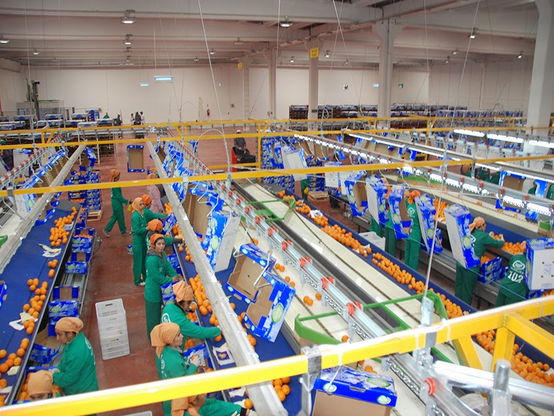 CITRUS PACKING MACHINE: citrus packing machine