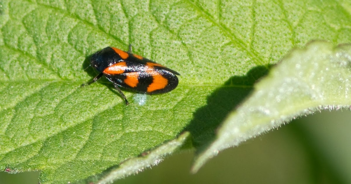 Beetle Boy's BioBlog: Incredible Invertebrates #01: the steampunk ...