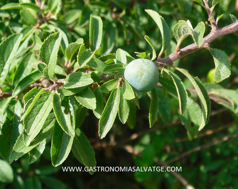 Gastronomia Salvatge i Cuina Silvestre: Com fer "Patxaran" amb Aranyons