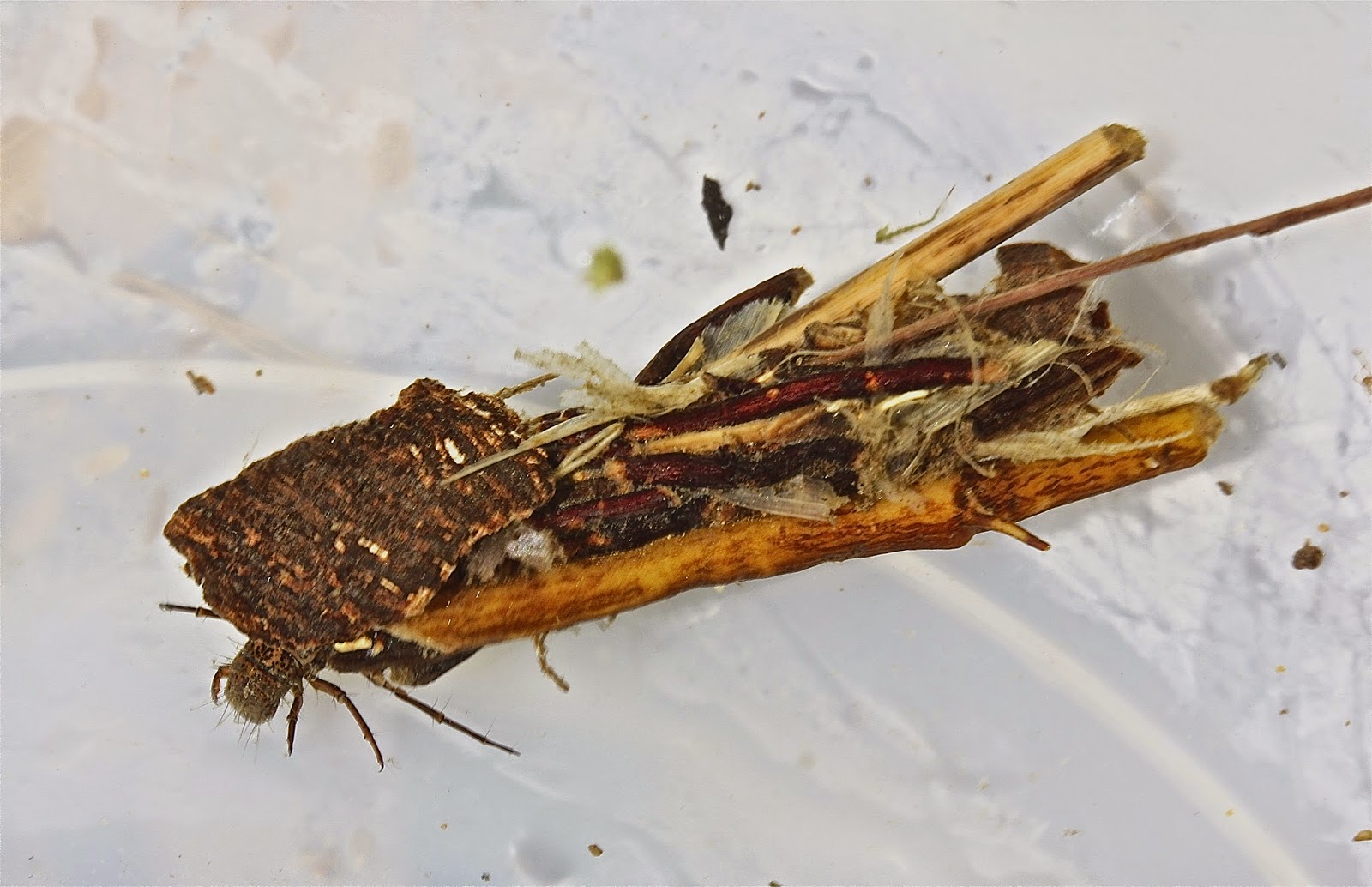 Aquatic Insects of Central Virginia: The seasons of the caddisfly case ...