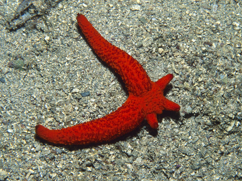 Estrellas de mar (Asteroideos): Regeneración