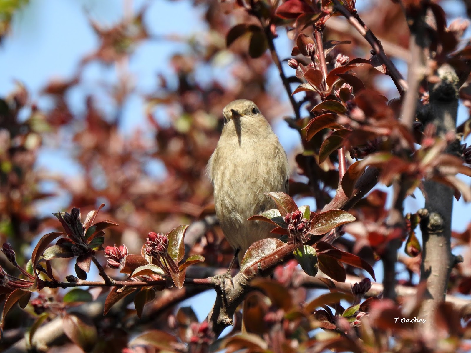 PASARI DIN ROMANIA: CODROS DE MUNTE (1), Phoenicurus ochruros