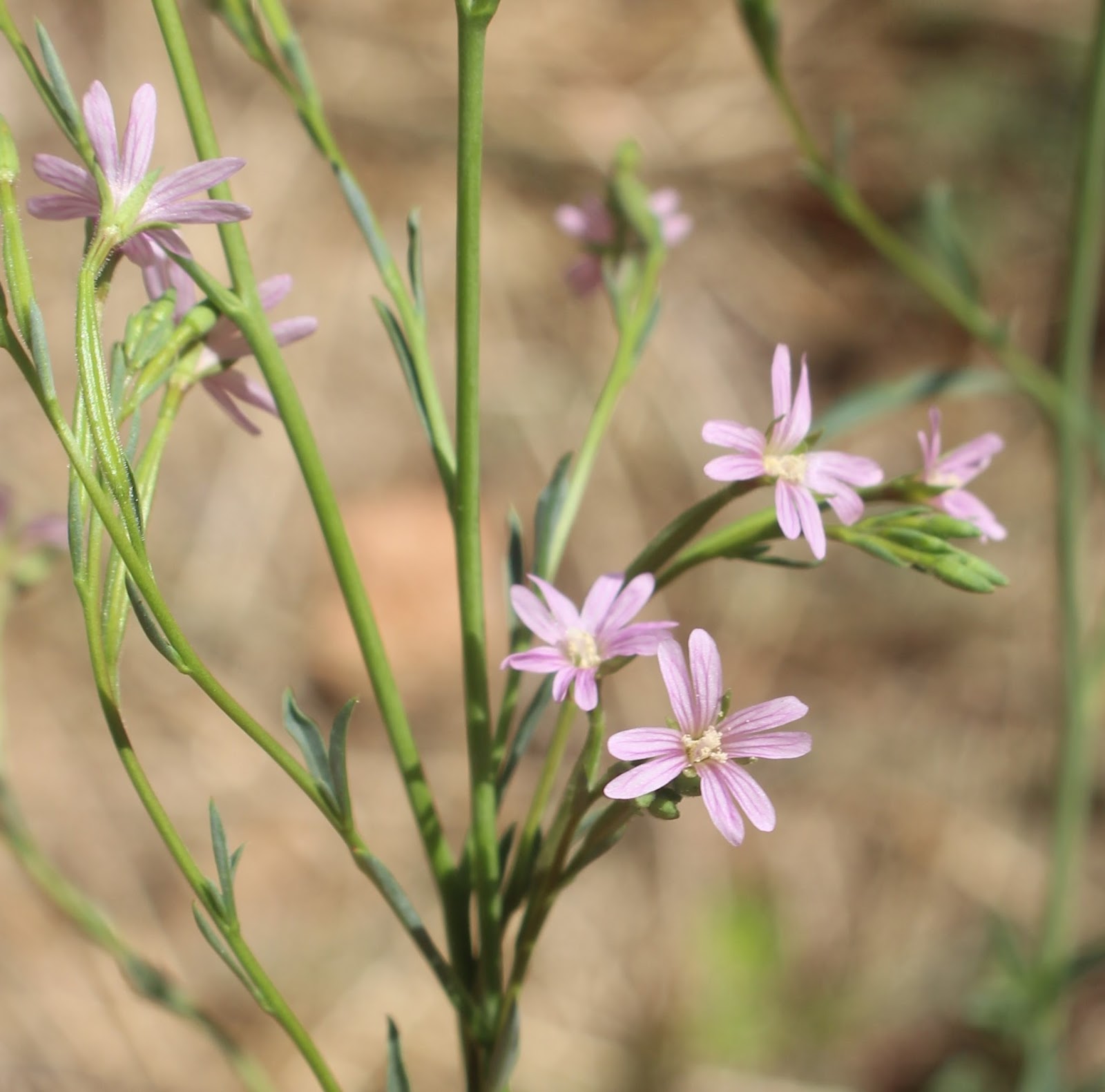 Plantas: Beleza e Diversidade: Epilobium brachycarpum
