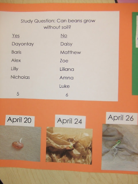 Cachey Mama's World of Learning: Bean Growth Experiment and Documentation