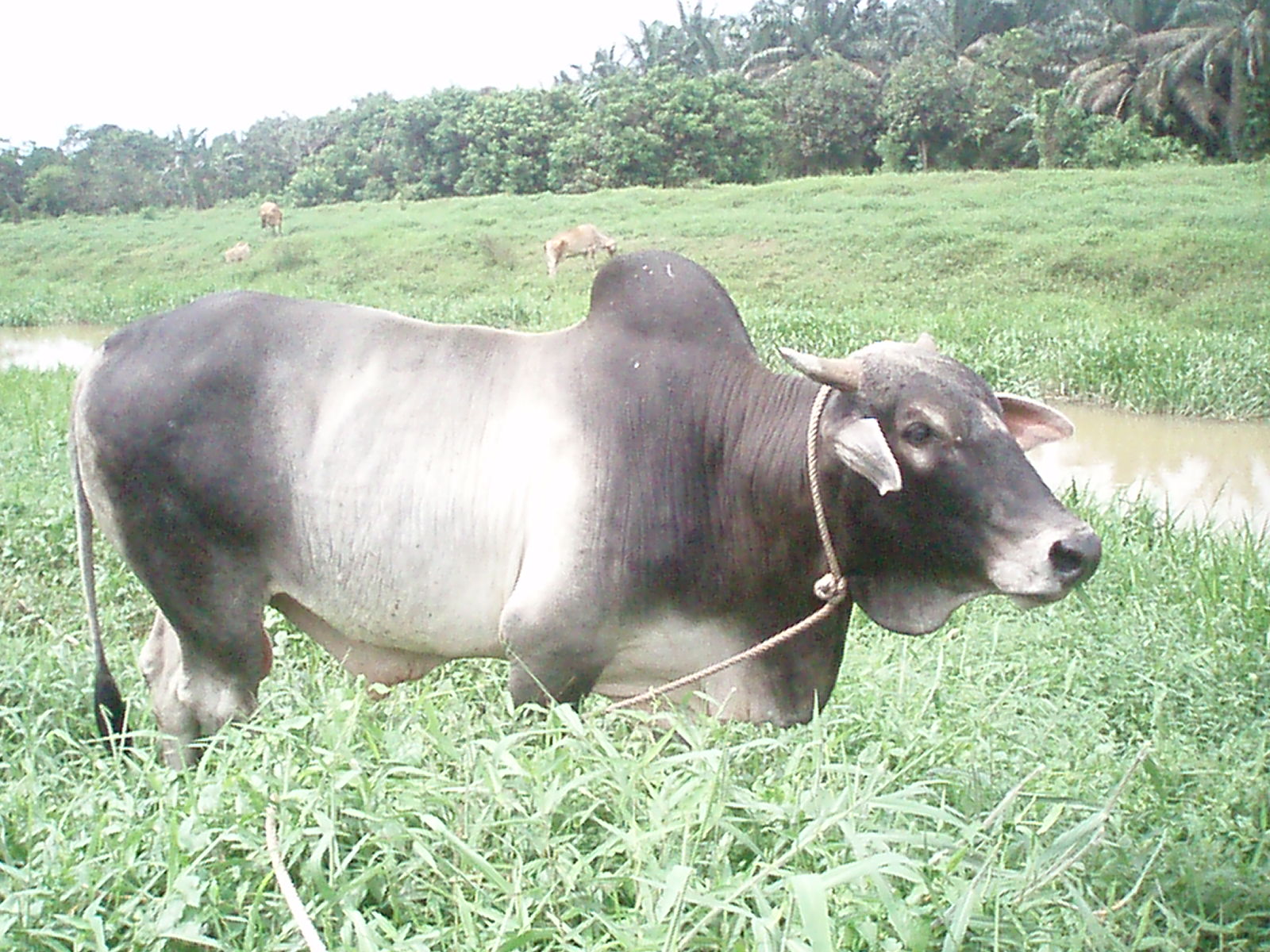 Warisan Petani: Ternakan Lembu 1