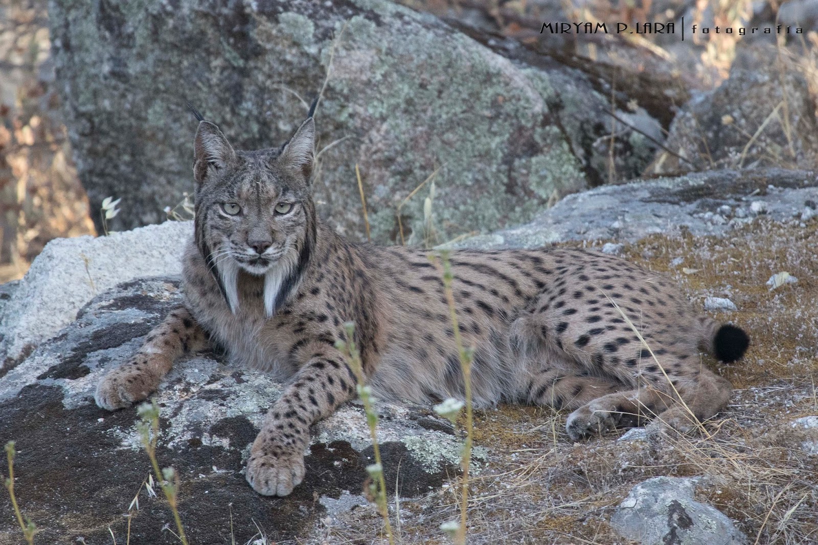 Imagen Natural: Lynx pardinus