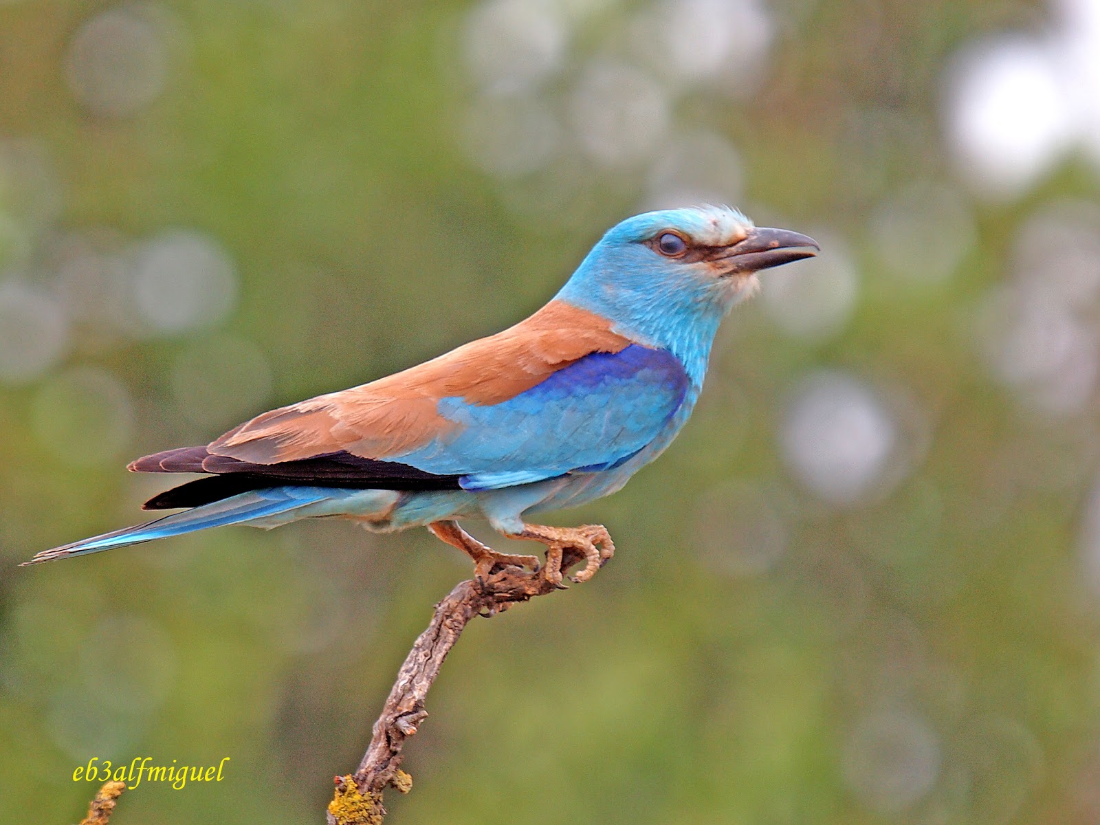 MIS AMIGAS LAS AVES: Carraca europea (Coracias garrulus)