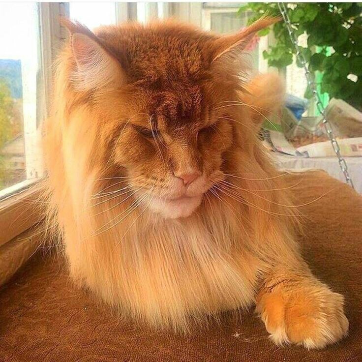 Beautiful golden cats