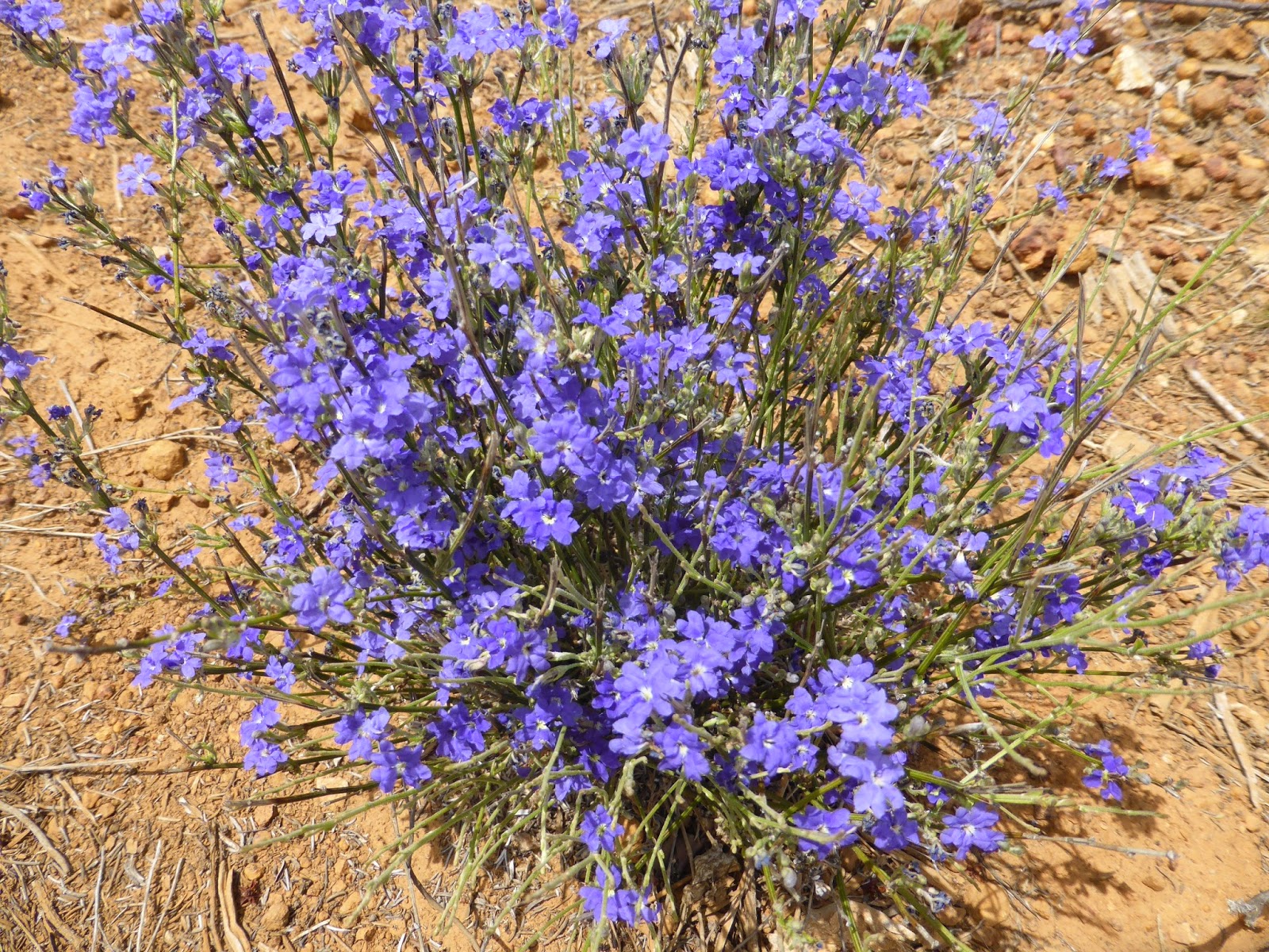 Quilter on the hill: Crossing the Nullabor