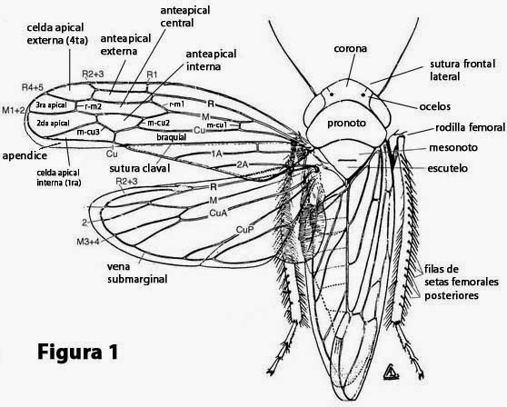 PRÁCTICA DE LABORATORIO ESTRUCTURAS EXTERNAS DE LOS INSECTOS ...