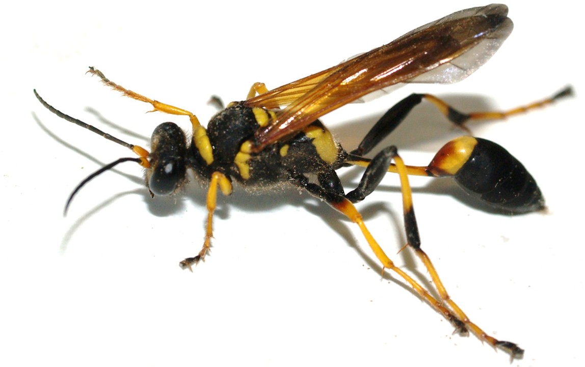Arizona: Beetles, Bugs, Birds and more: The other Spider Wasp