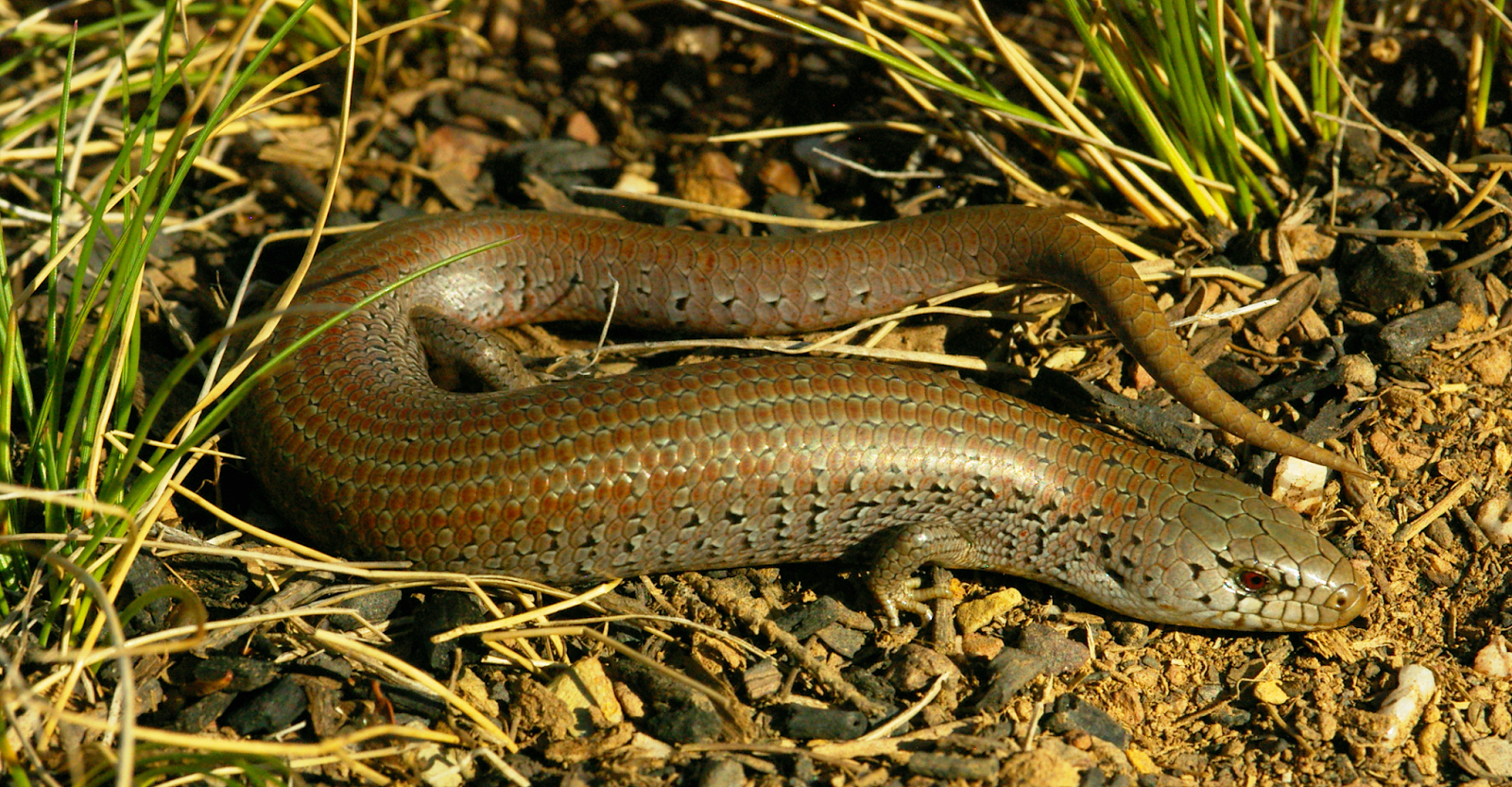 Skinks of Victoria: A guide to the skinks of Victoria under construction