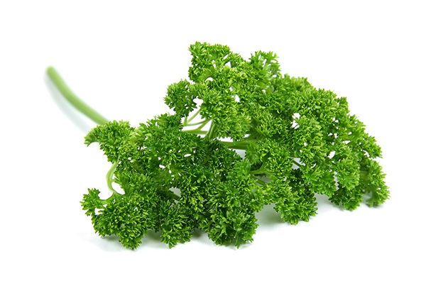 MACETOHUERTO PASO A PASO: CULTIVAR PEREJIL EN MACETA