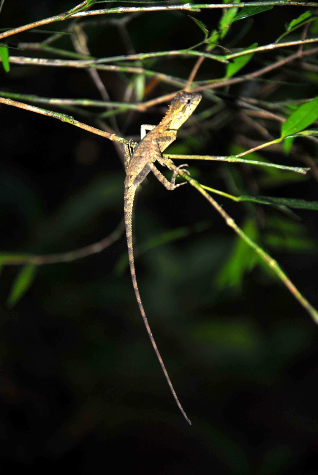 VISWANATH S: SEETHANADI-HEBRI-2013