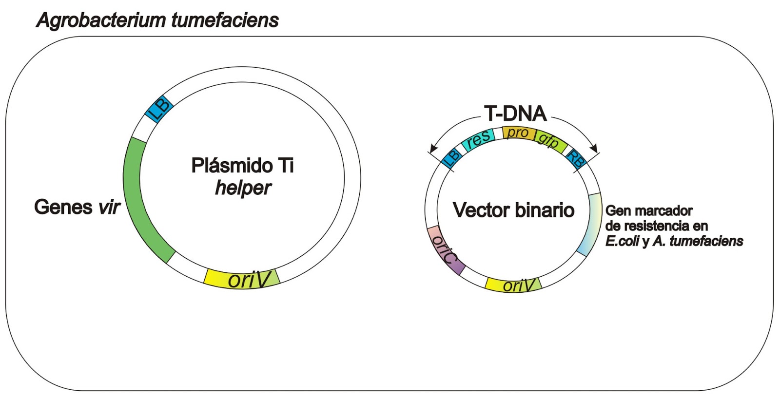 Con ciencia de plantas