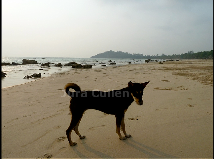 Are you a Primitive Dog fan?: Native dogs of Myanmar