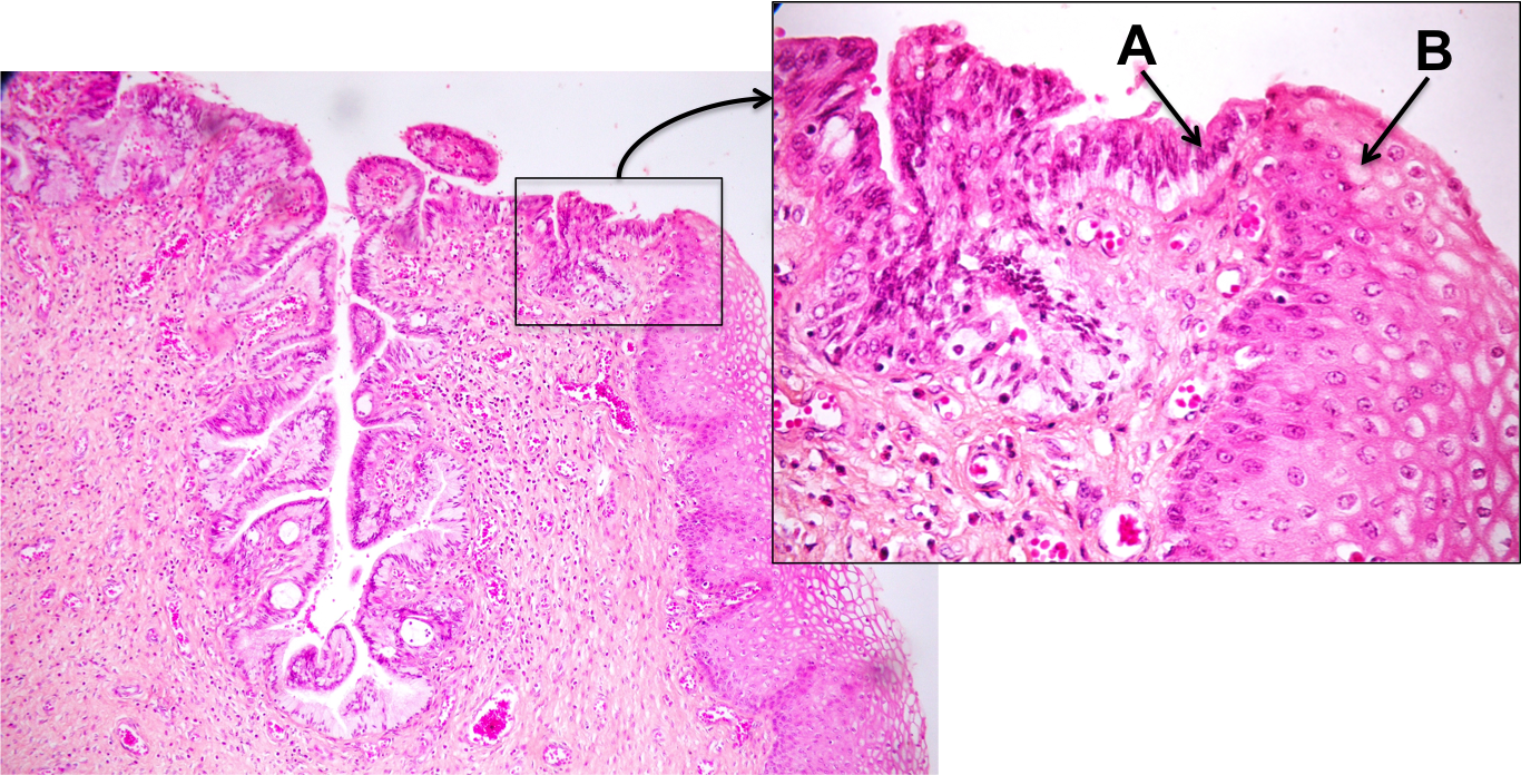 SOS BIOLOGIA CELULAR Y TISULAR: abril 2011