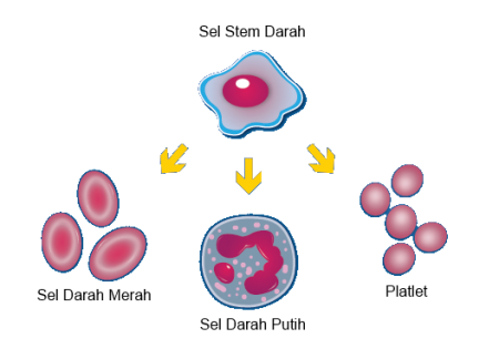 Derma Organ: Sel Stem Darah