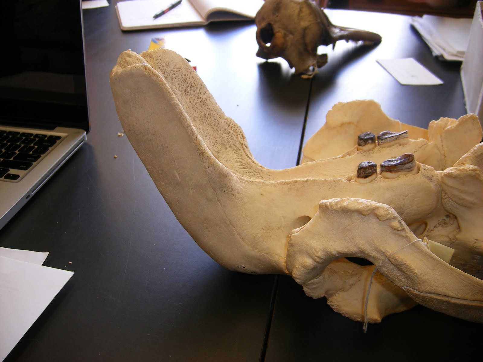 History of German Science: Premaxillary Bone