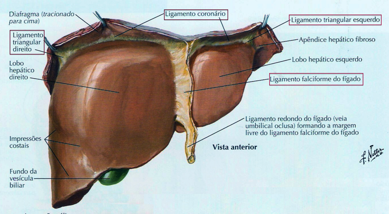 Ligamento Falciforme Do Fígado - RETOEDU