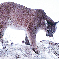 Places to see in the World: Grand Canyon Wild life – Animal in Grand Canyon