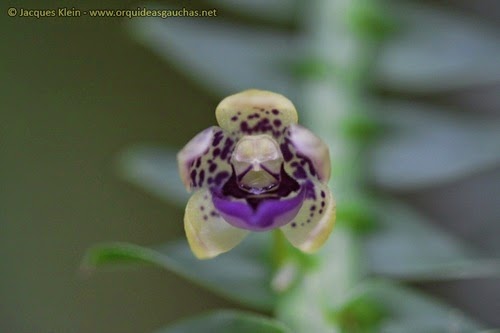Grupo Orquideófilo del Norte Santafesino: Dichaea pendula